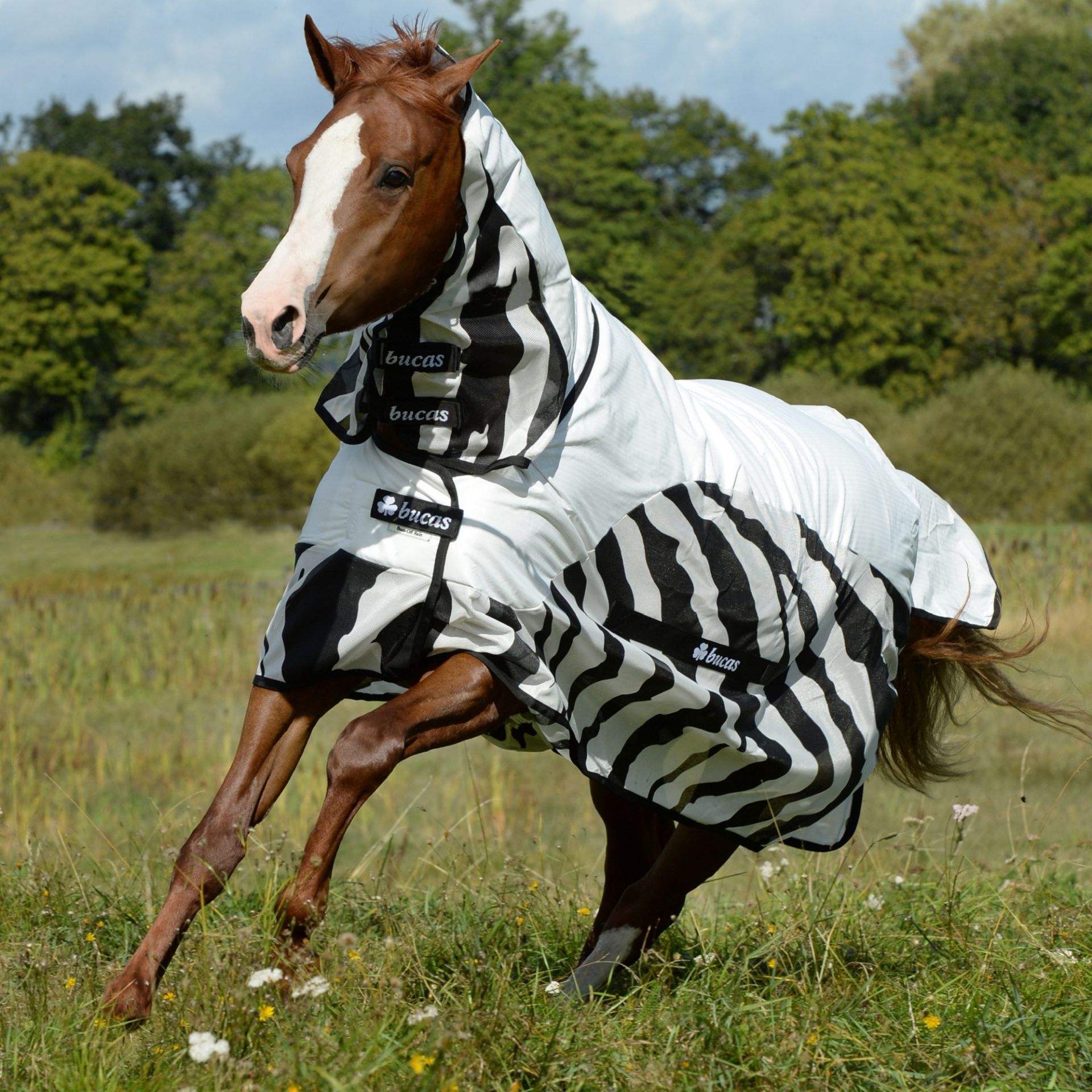 Toklat - Zebra Buzz Off Rain Sheet with Mesh