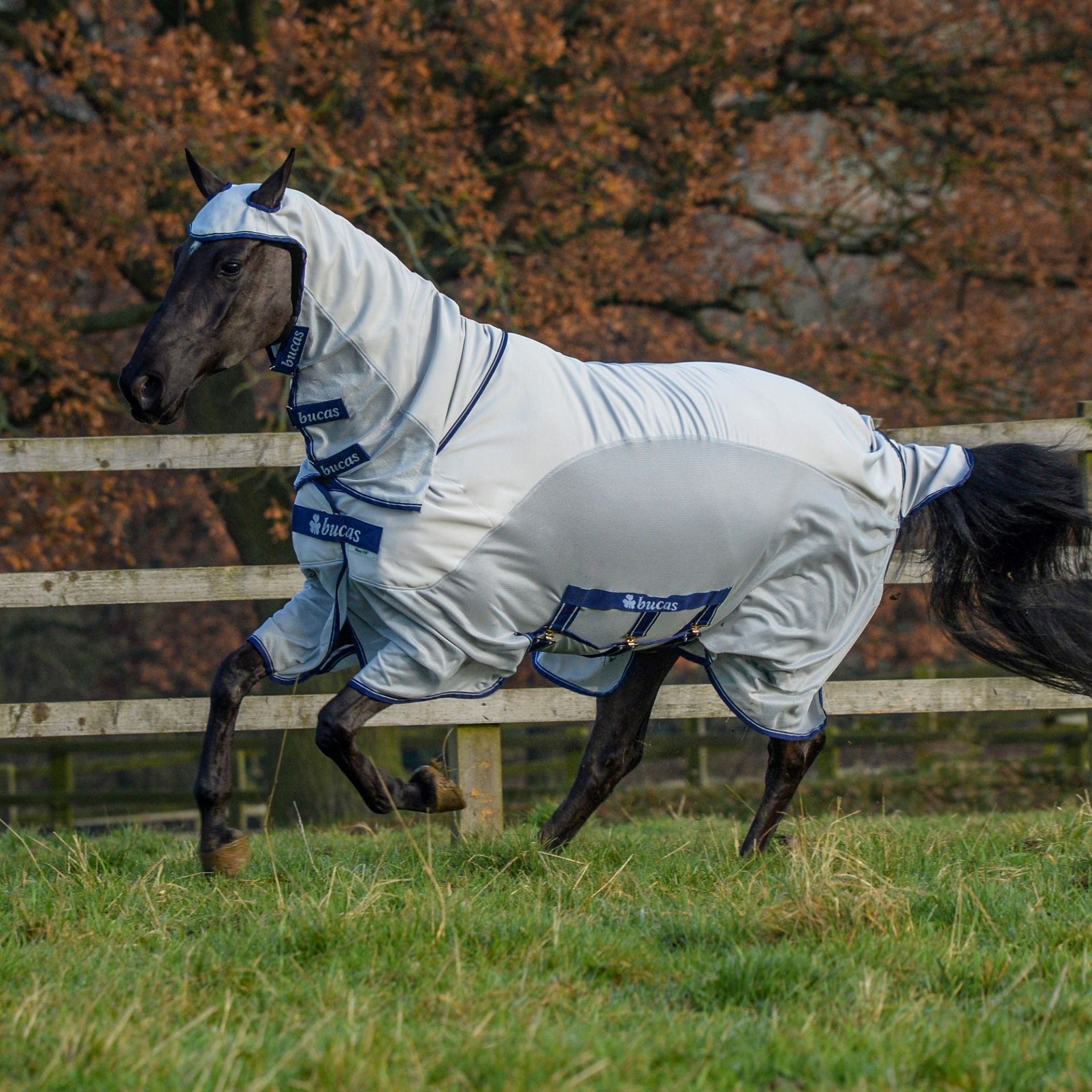 Toklat - Sweet Itch X Light Sheet